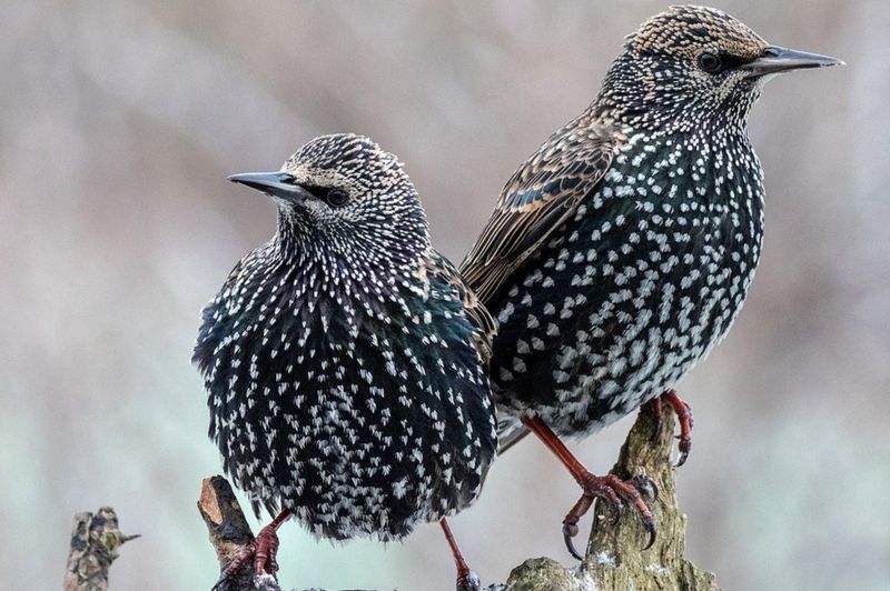 Your pictures of Scotland 1 - 8 January - BBC News