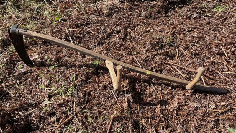 Scything used to improve wildlife habitat in Cornwall - BBC News