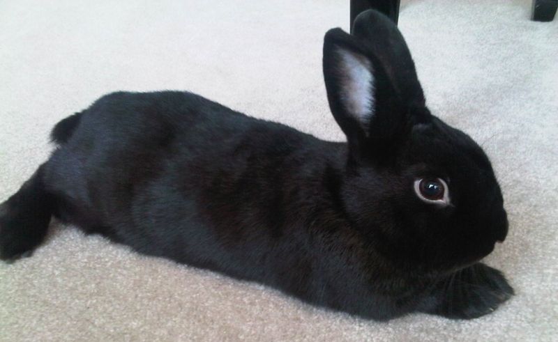 Thousands vote flat-faced rabbits top of cuteness survey - BBC News