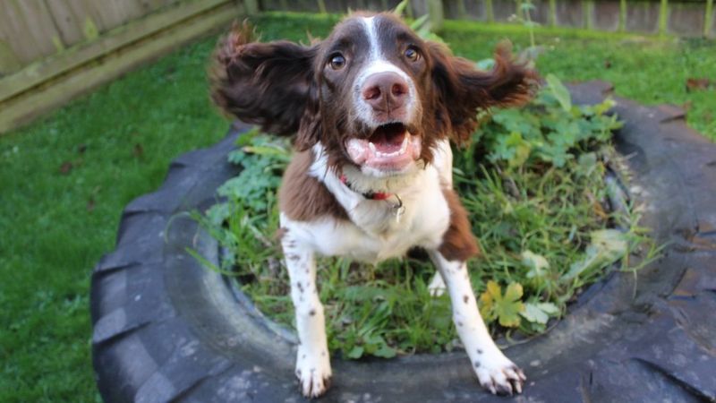 Cornwall RSPCA sees rise in rescue dogs due to pandemic - BBC News