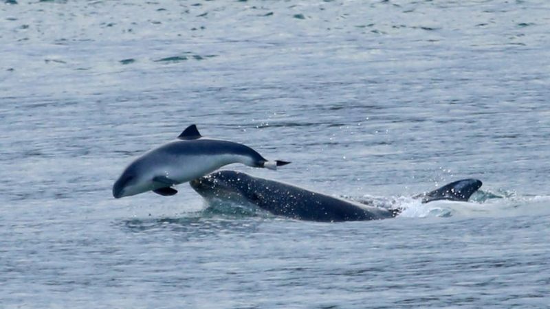 Arctic visitors in Irish waters and the dark side of dolphins - BBC News