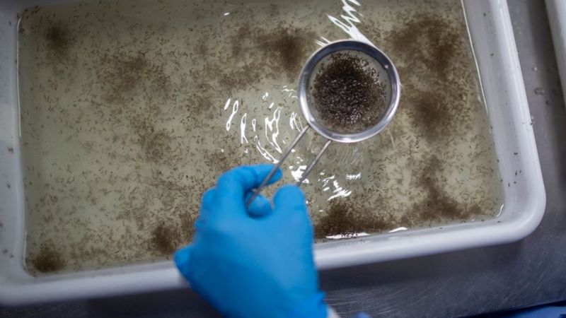 Bacterial allies make dengue fever cases dive - BBC News