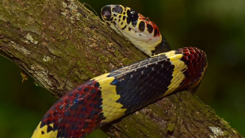 Los animales que se creían extintos hallados en la "Ciudad perdida del ...