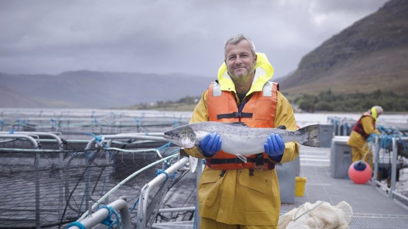 Salmon farms struggle with 'biological' problems - BBC News
