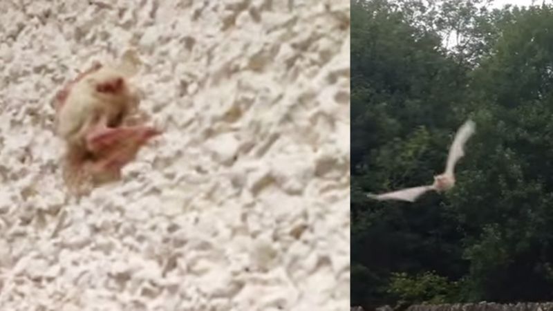 Rare albino bat spotted in Angus - BBC News