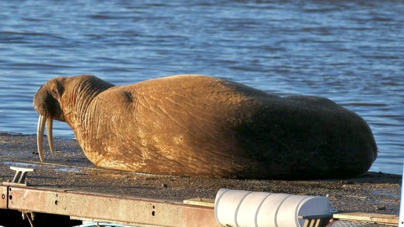 Thor the walrus arrives in Blyth after leaving Scarborough - BBC News
