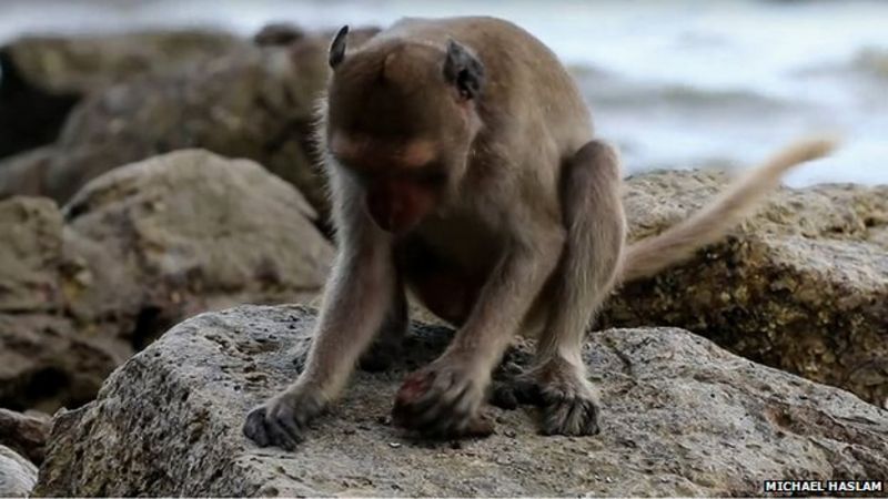 Monkey archaeology: Ancient evidence of tool use found - BBC News