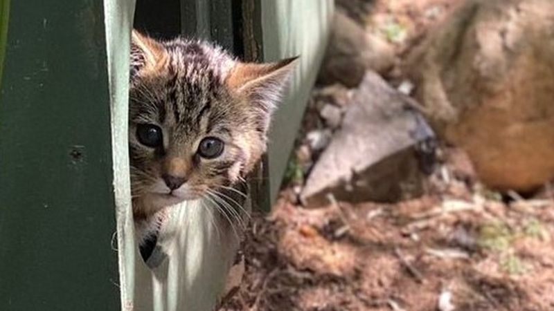 Wildcats thriving in Scottish Highlands conservation project - BBC News