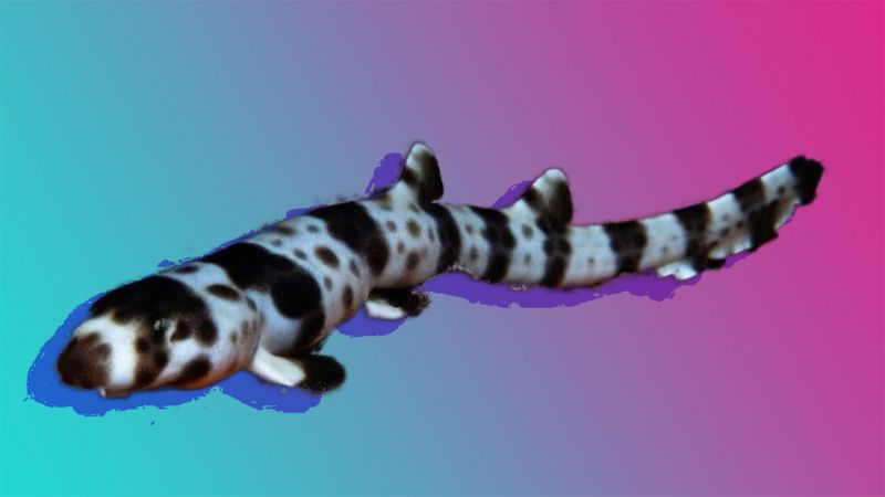 Wildlife: Rare species of 'walking fish' seen in Australia - BBC Newsround