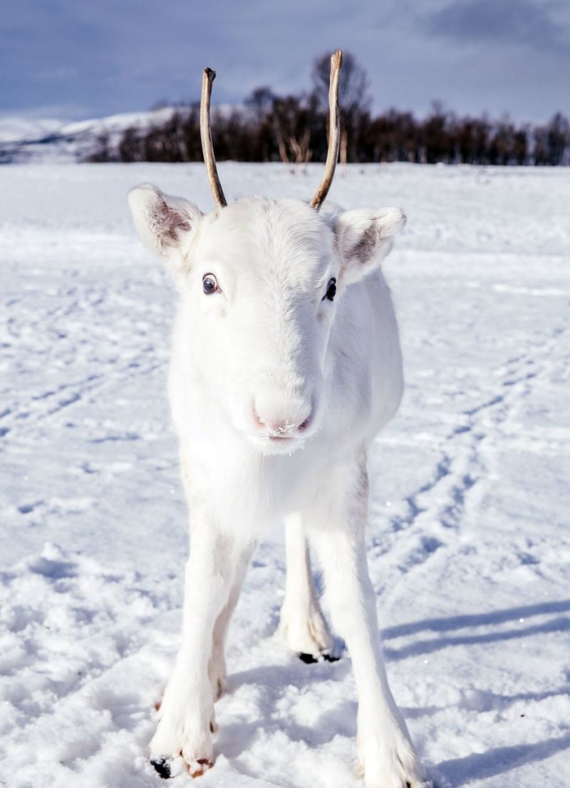 Rare white reindeer calf spotted on camera in Norway - BBC News