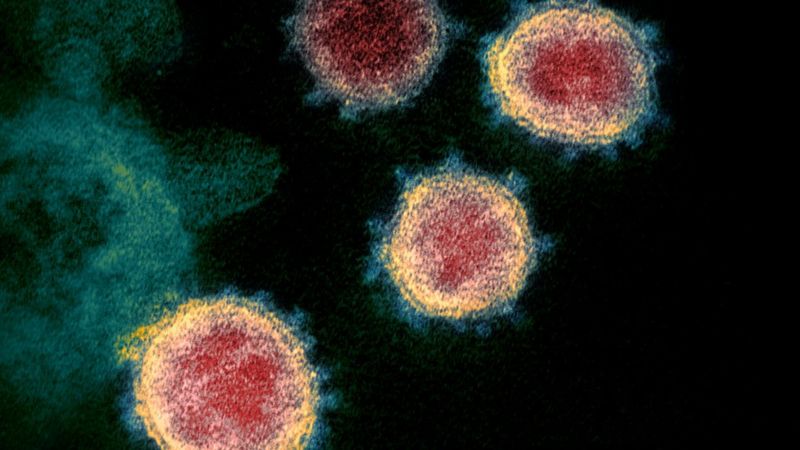 Qué son los coronavirus, cuántos hay y qué efectos tienen sobre los ...
