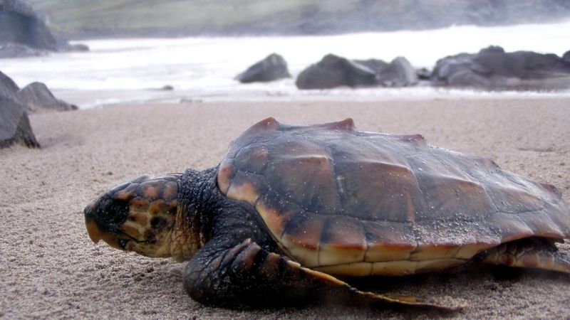 British Isles turtle strandings rise in storms - BBC News