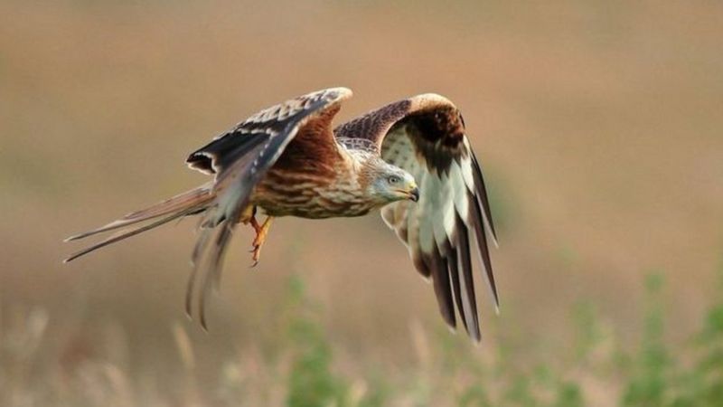 Red kite 30-year Chilterns project a 'conservation success' - BBC News