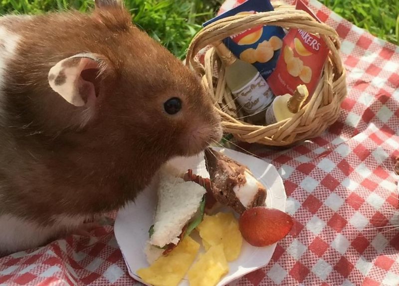 Bake Off set recreated for hamsters by pet owner - BBC News