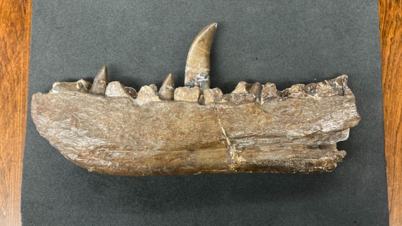 Oxford University celebrates 200 years of first dinosaur Megalosaurus ...