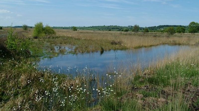 Rare moss rediscovered at Tregaron bog restoration site - BBC News
