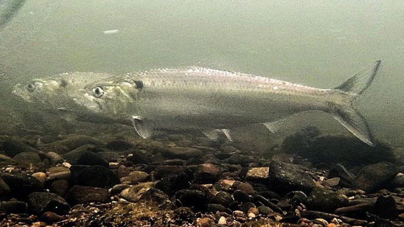 Rare fish set for return to River Severn breeding grounds - BBC News