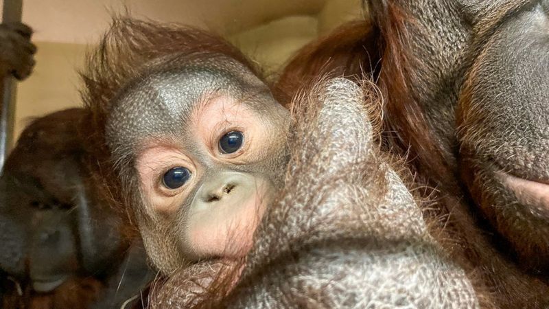 Orangutan family reunited at Paignton Zoo - BBC News