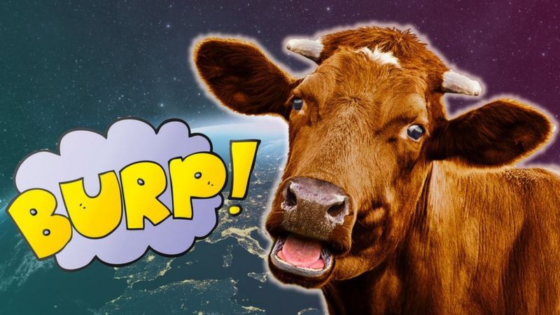 Methane from cow burps seen from space for the first time - BBC Newsround