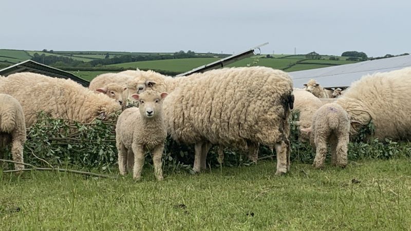 Farmers in Cornwall working to reduce carbon footprint - BBC News