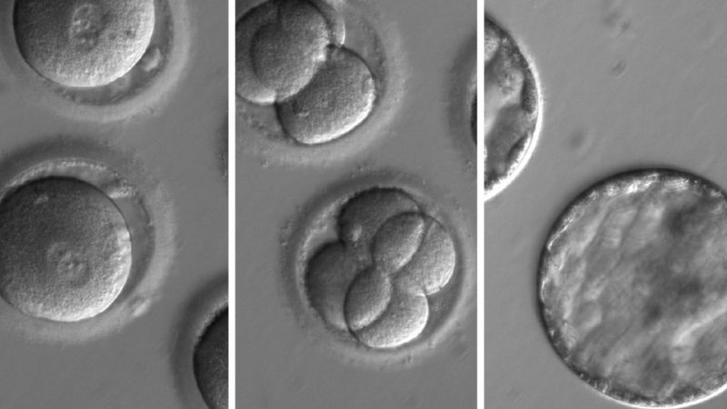 Human embryos edited to stop disease - BBC News
