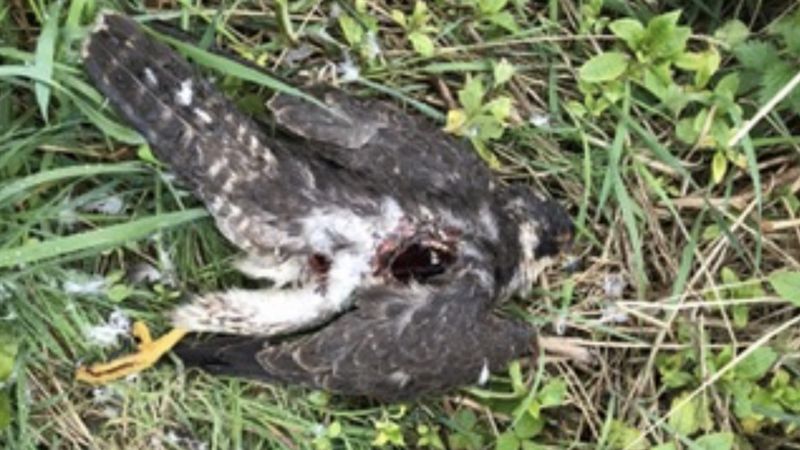 Peregrine falcon shot dead with air rifle near Manchester - BBC News