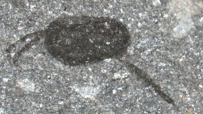 Extraordinary new fossils over 460 million years old found in Wales ...