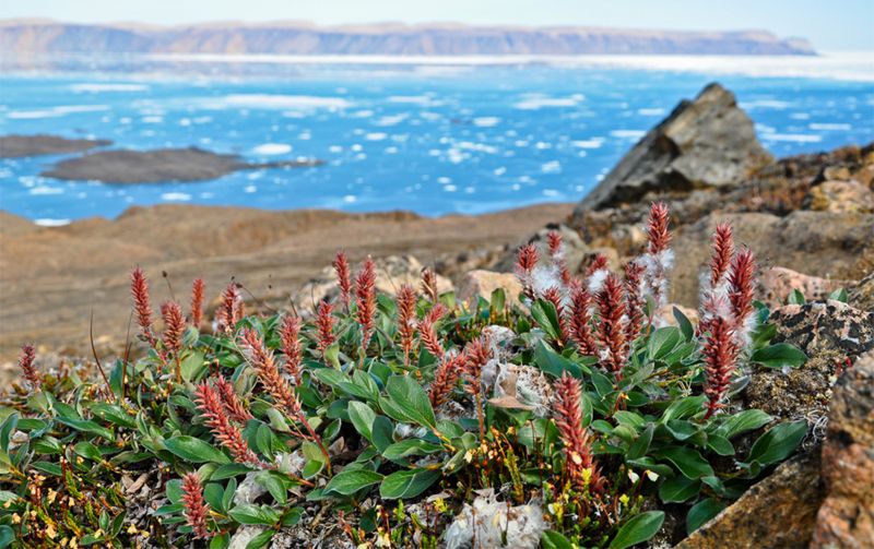 Taller plants moving into warmer Arctic - BBC News