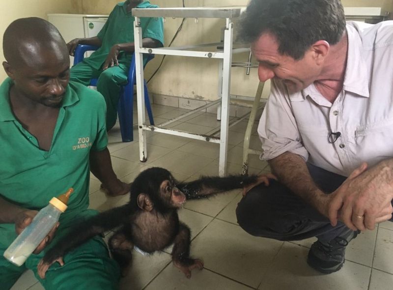 Arrests 'big step' in chimp trade battle - BBC News