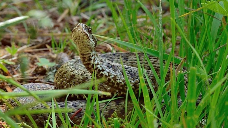 سانپ کے ڈسنے سے آگاہی کا عالمی دن: زہر کے تریاق کی تلاش میں اپنے آپ کو ...