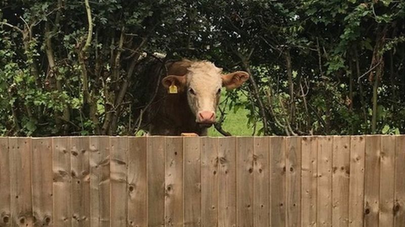 Woman awakes to find bull in back garden - BBC News