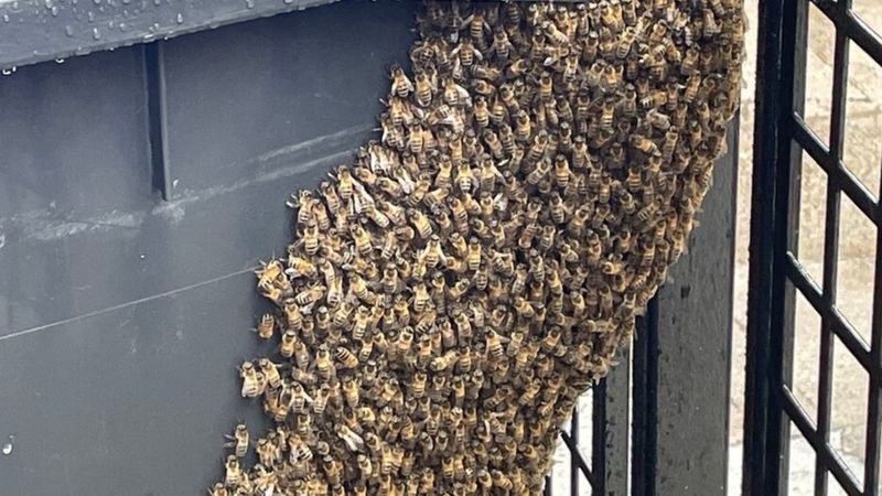 Huge bee swarm removed three days after closing Glasgow city centre bar ...