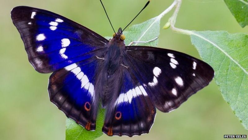 Purple Emperor: The butterfly that feeds on rotting flesh - BBC News