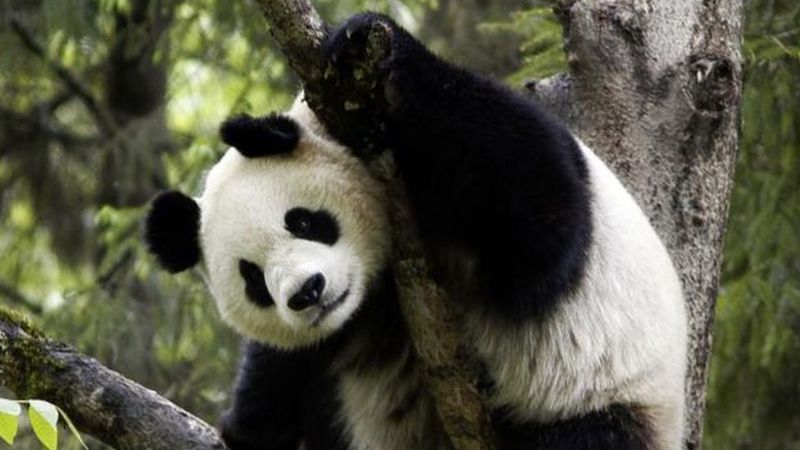 National Panda Day: Here's five cool things about them - BBC Newsround