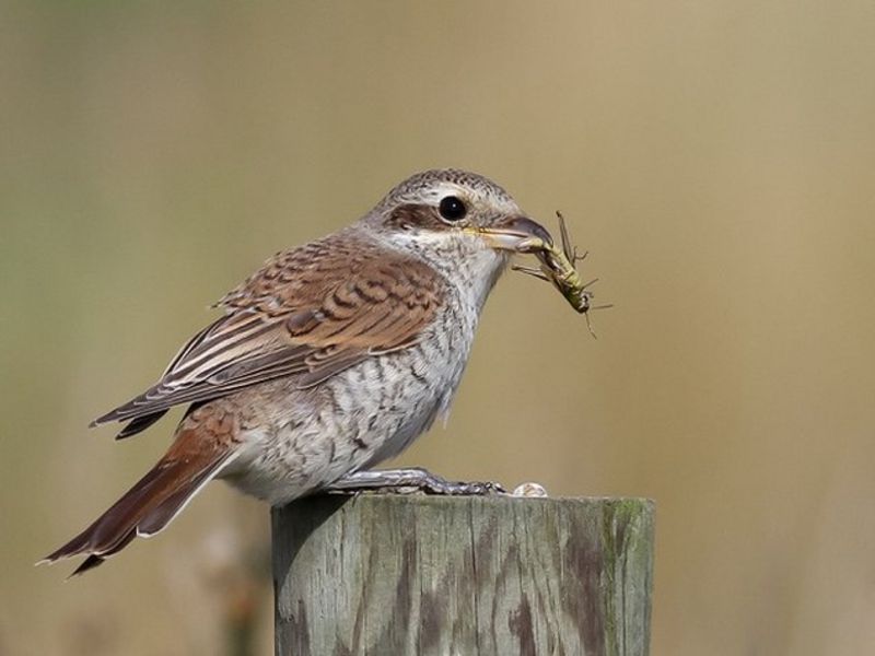 Amazing award-winning animal photos - BBC Newsround