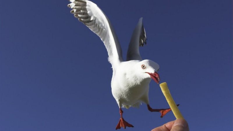 Venice: Tourists given water pistols to scare away seagulls - BBC Newsround