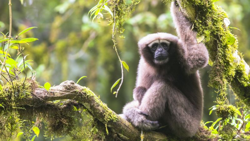 Mystery extinct ape found in ancient Chinese tomb - BBC News