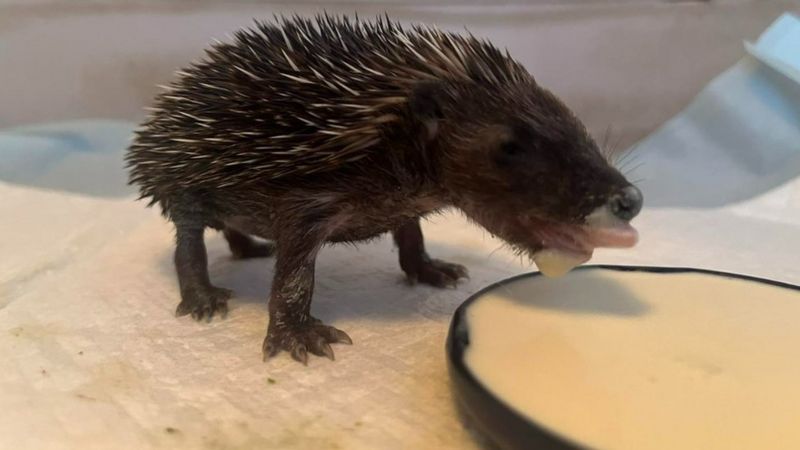 Blyth Wildlife Rescue unable to accept patients due to money woes - BBC ...