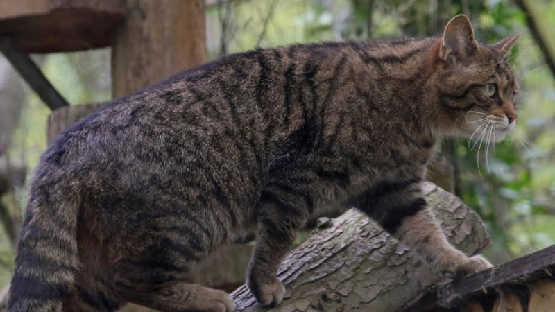 Wildcats could return to England after 200 years - BBC News