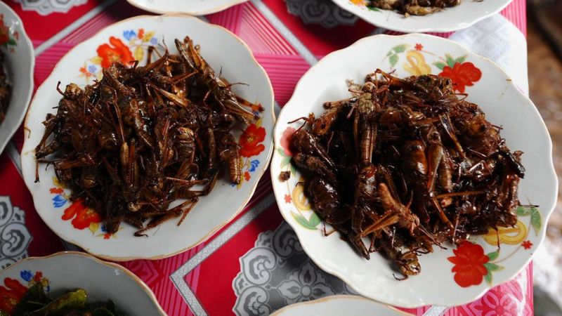 Should we eat bugs like Angelina Jolie? - BBC News