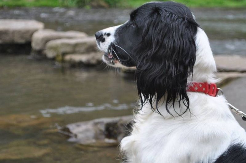 Stolen Rothwell dog Bella back home after four-month disappearance ...