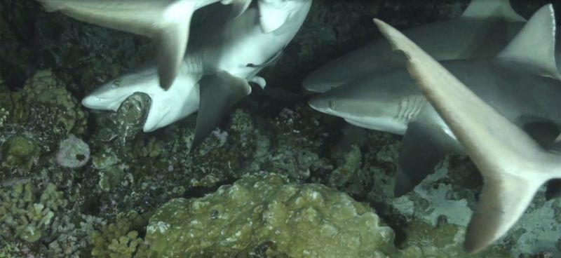 How a huge school of sharks 'flips the food pyramid' - BBC News