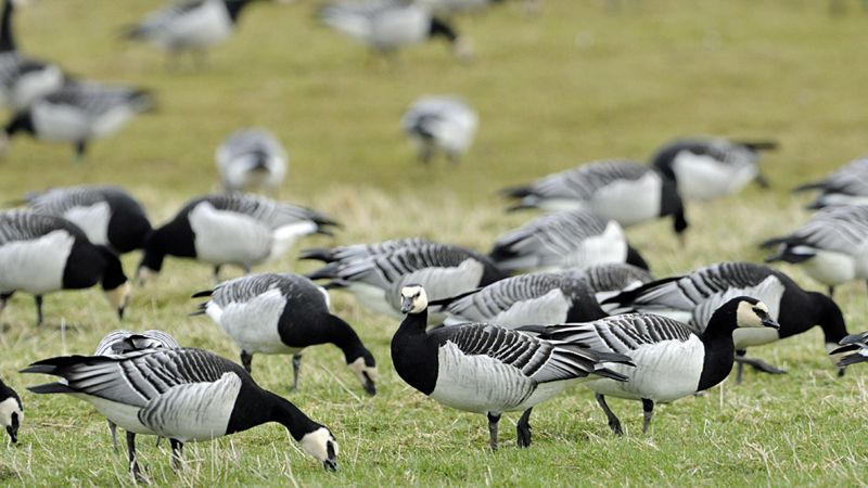 Wild geese and waders caught on camera at Scotland's reserves - BBC News