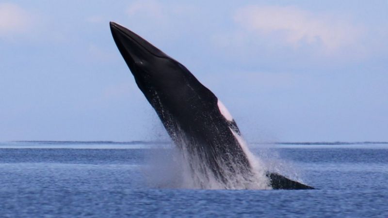 Minke whale: Angler enjoys rare encounter in English Channel - BBC News