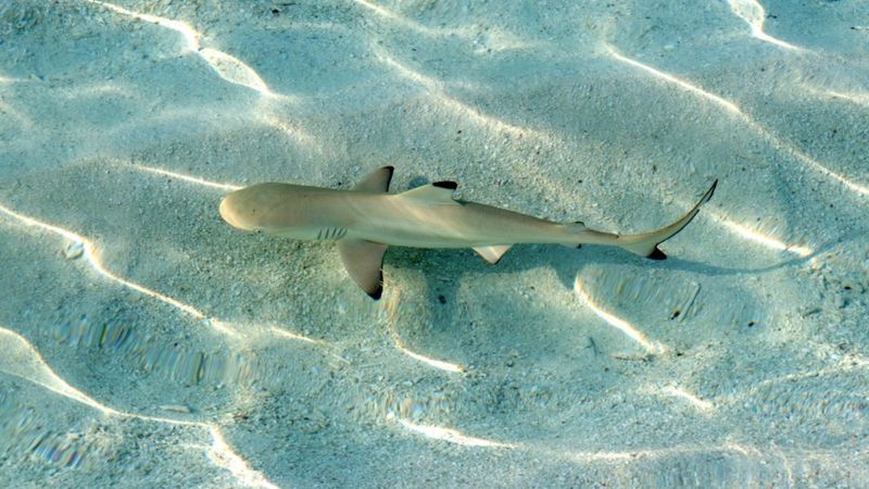The life of a shark scientist - BBC News