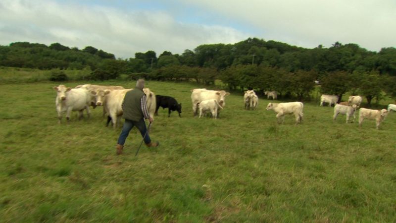 Farm leader in cow attack safety warning - BBC News