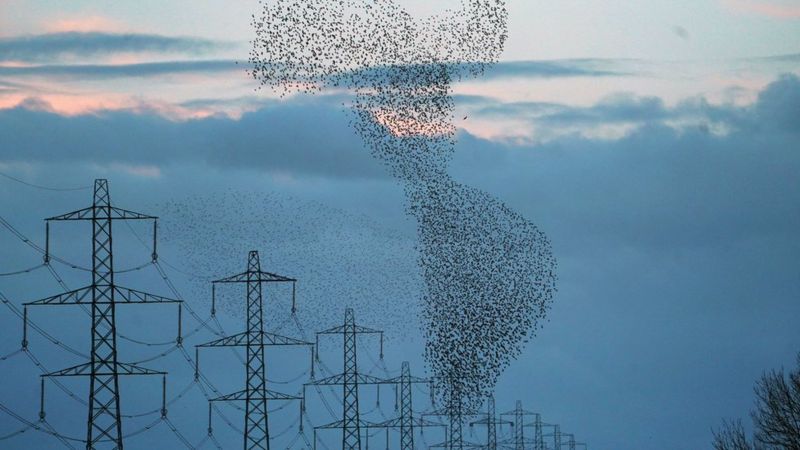 In pictures: Starlings put on aerial show over Gretna - BBC News