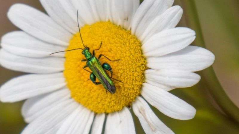 Photographers capture wealth of wildlife on Fenland farm - BBC News