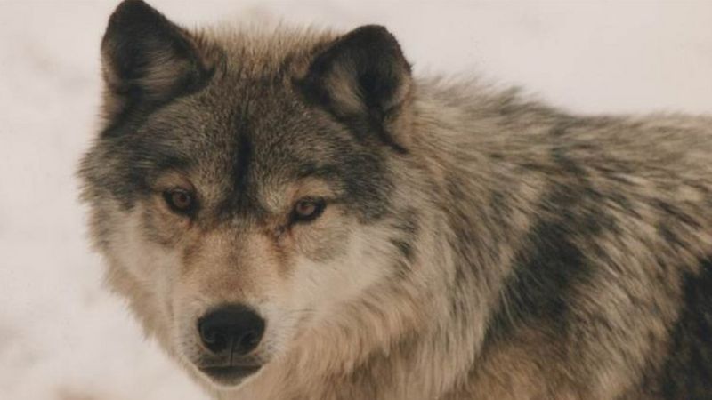 In pictures: Your wolf encounters - BBC News