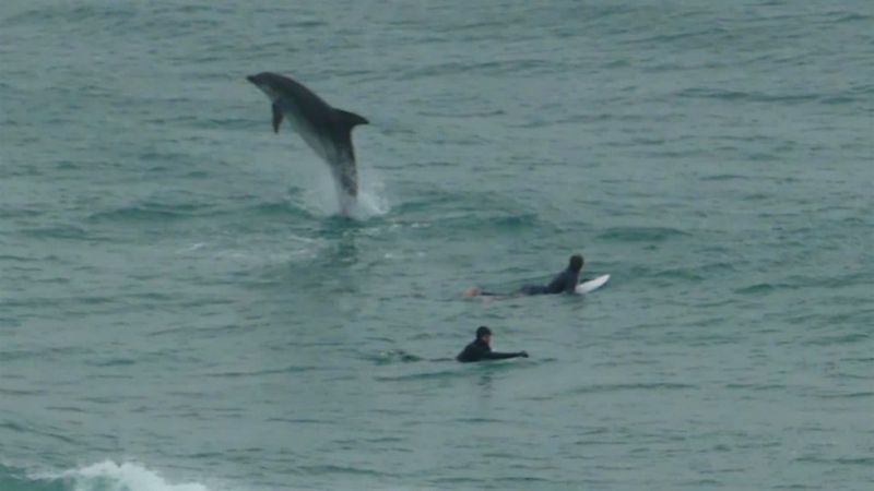 Dolphin and porpoise pairing seen in Newquay and St Ives - BBC News